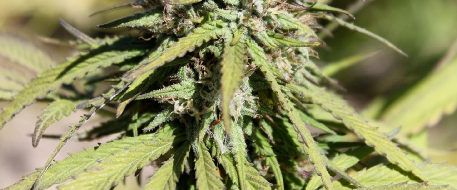 What Receptor Does Thca Bind To what-receptor-does-thca-bind-to